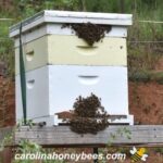 Bee Bearding: What Does it Mean? - Carolina Honeybees
