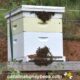 Bee Bearding: What Does it Mean? - Carolina Honeybees