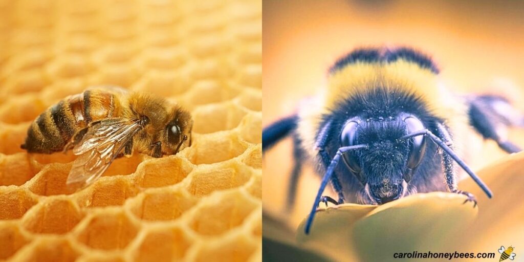 How Do Bees Sleep? - Carolina Honeybees