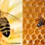 What are Best Types of Honey Bees? - Carolina Honeybees