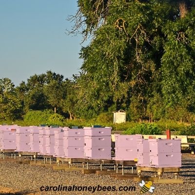Different Types of Beehives- Pros and Cons - Carolina Honeybees