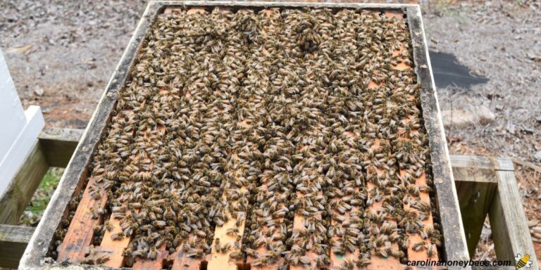 How to Split a Beehive: A Step-by-Step- Carolina Honeybees