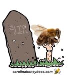 Zombie Bees are Real - Carolina Honeybees