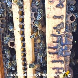 What to do With Queen Cells in Your Hive?- Carolina Honeybees