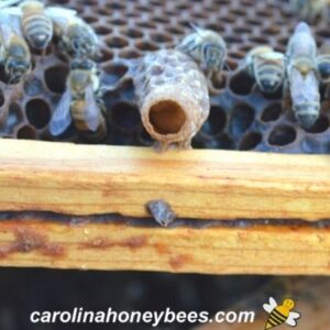 Queen Cells in the Beehive: Why They Happen- Carolina Honeybees