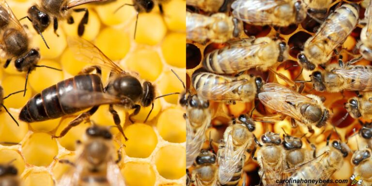 The Role of Worker Bees - Carolina Honeybees