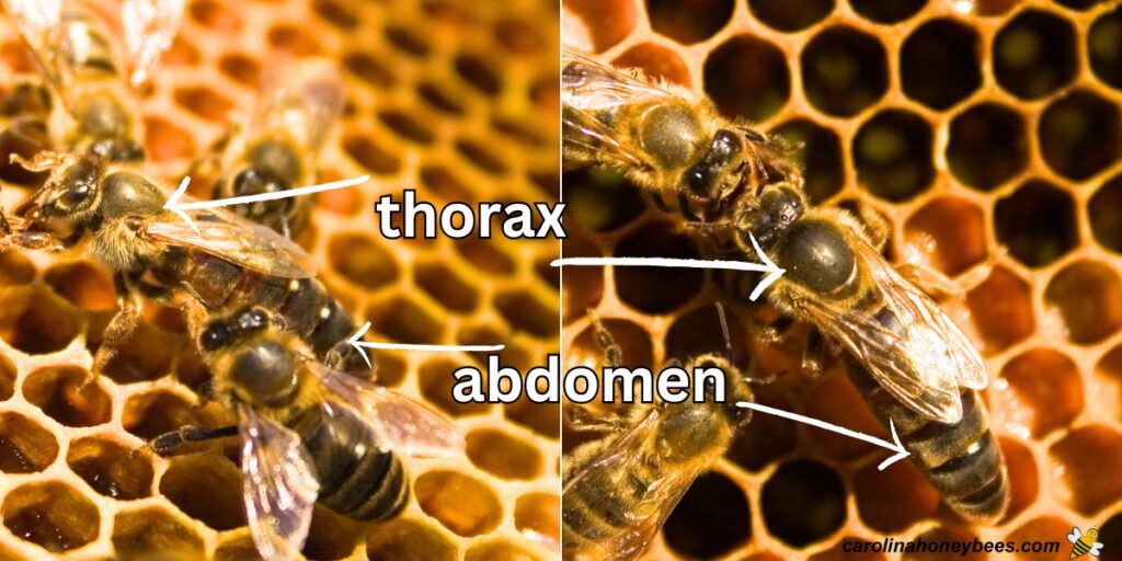 How to Find the Queen Bee in Your Hive - Carolina Honeybees