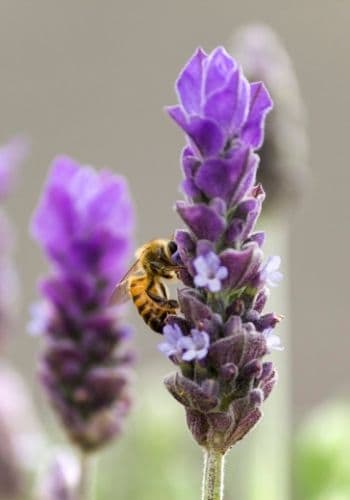 What do Worker Bees Do?