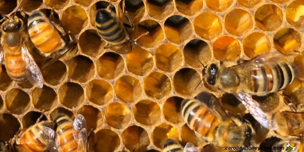 The Role of Worker Bees - Carolina Honeybees
