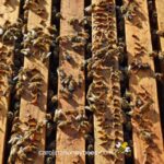 What is Burr Comb - Is it a Problem? - Carolina Honeybees