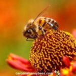 Honey Bee Pollination Facts - Carolina Honeybees