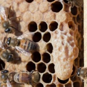 Queen Cells : Do They Mean Trouble? - Carolina Honeybees