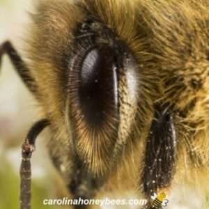 Do Honey Bees Sleep? - Carolina Honeybees