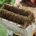 Honey Bee Swarming-Why Bees Swarm - Carolina Honeybees