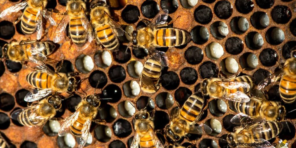 What is a Beehive?- Carolina Honeybees