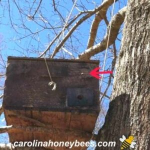 Honey Bee Swarm Trap Setup - Carolina Honeybees