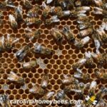 How Do Bees Reproduce and Sustain Their Colonies? - Carolina Honeybees