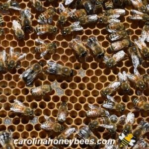 How Do Bees Reproduce and Sustain Their Colonies? - Carolina Honeybees