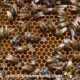 How Do Bees Reproduce and Sustain Their Colonies? - Carolina Honeybees