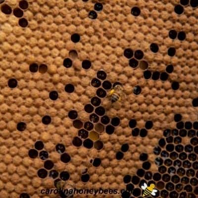 Beehive Inspections -What to Look For - Carolina Honeybees