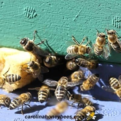 Tips to Keep Package Bees from Leaving - Carolina Honeybees