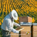 What is an Apiary - Explore the Core of Beekeeping - Carolina Honeybees