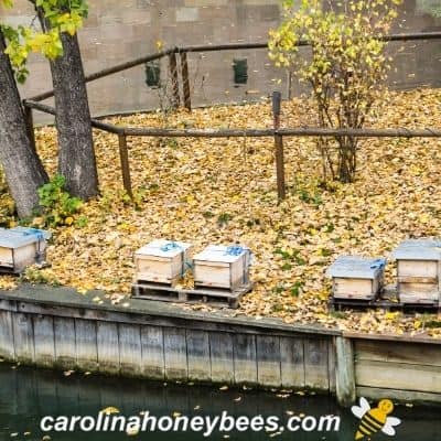 15 Beginner Beekeeping Mistakes You Can Avoid - Carolina Honeybees