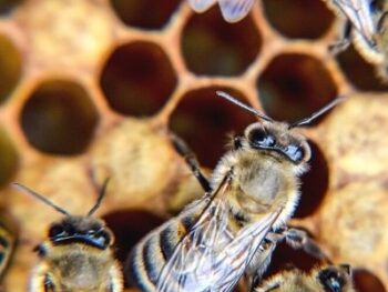 Do Honey Bees Sleep? Yes, Bees Need Sleep - Carolina Honeybees