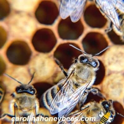 Honey Bee Dance Language Explained - Carolina Honeybees