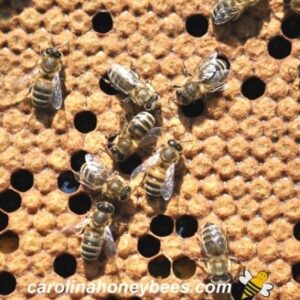 Queen Rearing Basics (How It is Done) - Carolina Honeybees