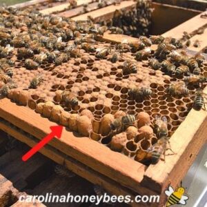 Bee Brood -How to Identify- Carolina Honeybees