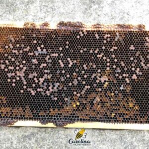 What to do With a Dead Beehive?- Carolina Honeybees