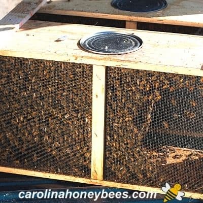 Best Beekeeping Books for Beginners and Beyond- Carolina Honeybees