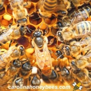 Queen Rearing Basics (How It is Done) - Carolina Honeybees
