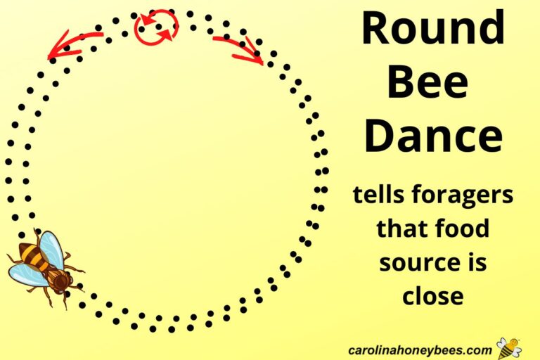 Bee Dances: Why they Waggle?- Carolina Honeybees