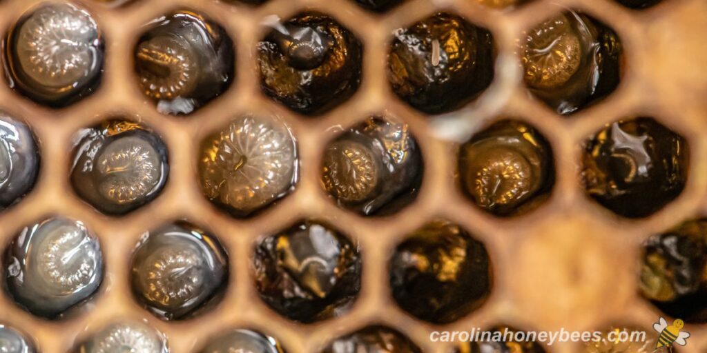 Queen Rearing: Raise Your Own Queen Bees - Carolina Honeybees