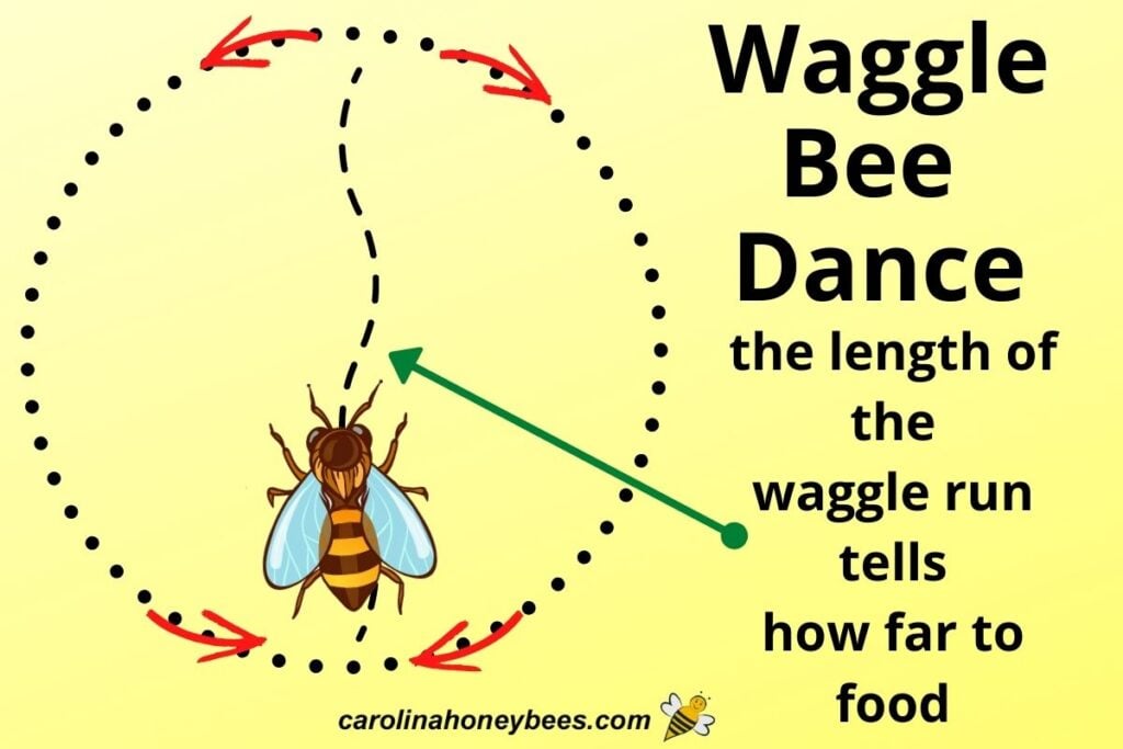 Bee Dances: Why they Waggle?- Carolina Honeybees