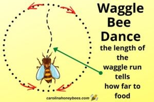 Bee Dances: Why they Waggle?- Carolina Honeybees