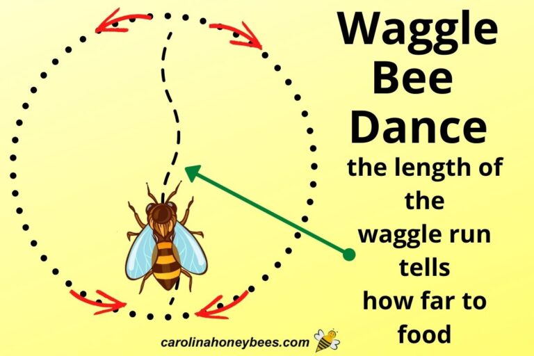 Bee Dances: Why they Waggle?- Carolina Honeybees