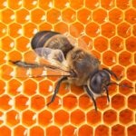 Detecting the Queenless Beehive - Carolina Honeybees