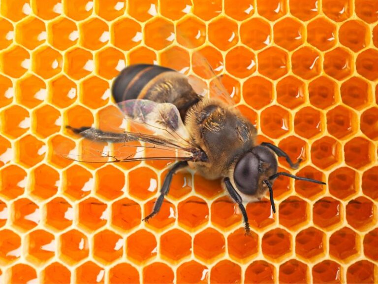 The Queenless Hive: Diagnosis & Fixing It - Carolina Honeybees