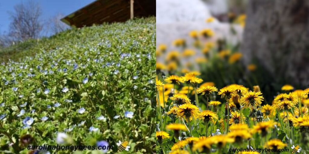 Weeds for Bees: How They Help Colonies - Carolina Honeybees