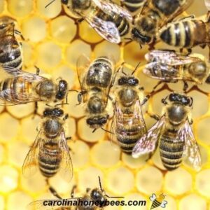 Queen Cells : Do They Mean Trouble? - Carolina Honeybees