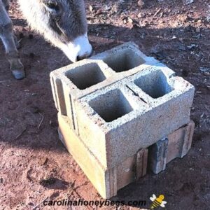 Beehive Stands : How They Help Bees & Beekeepers- Carolina Honeybees