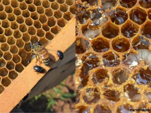 First Hive Inspection After Installation - Carolina Honeybees
