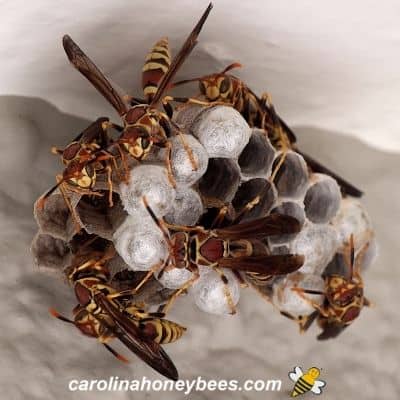 What is Apiphobia - Fear of Bees? - Carolina Honeybees