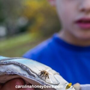 What is Apiphobia - Fear of Bees? - Carolina Honeybees
