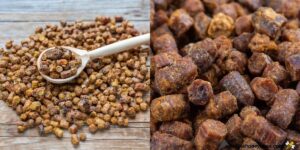 How Bees Make Bee Bread - An Essential Protein Source- Carolina Honeybees