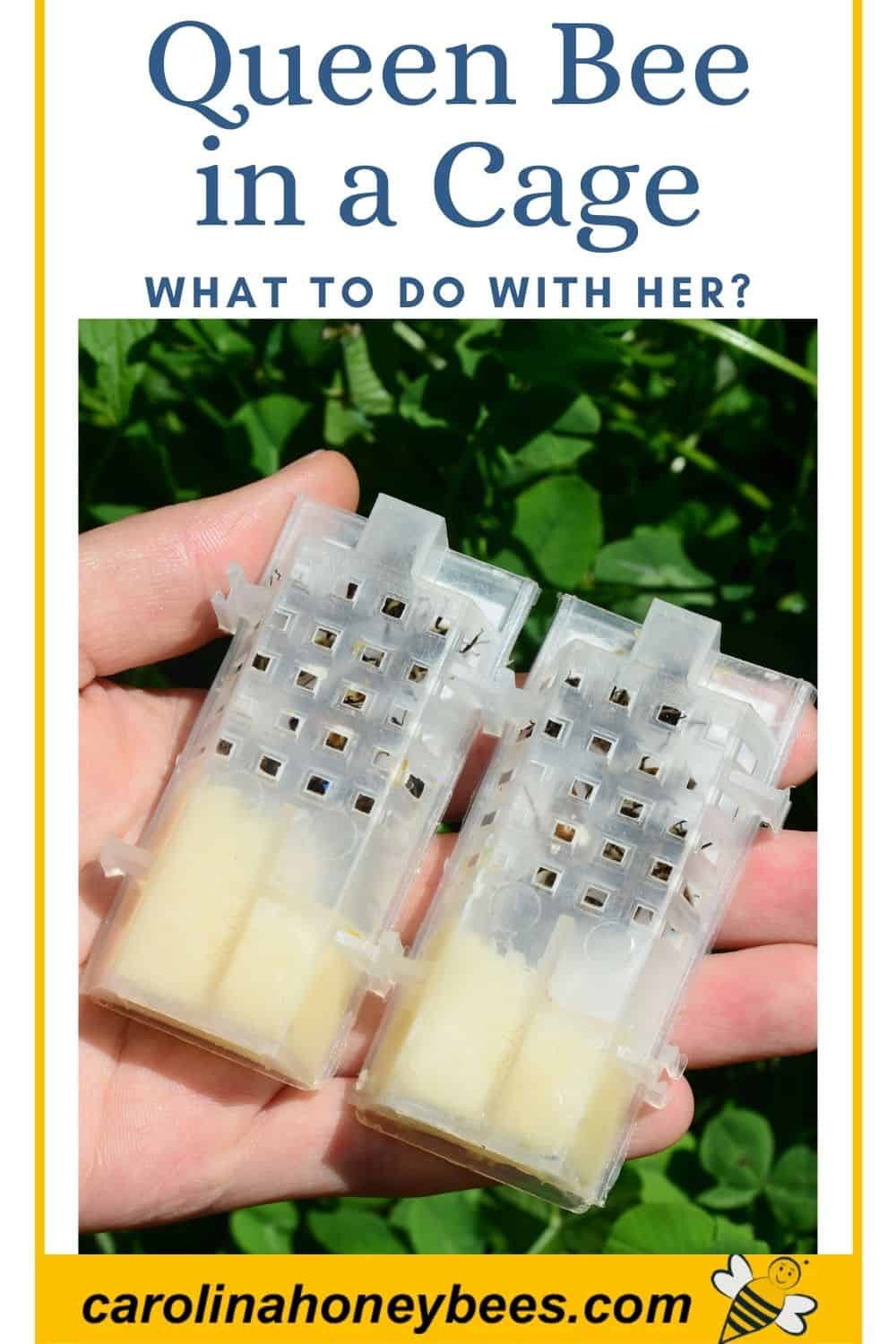 How to Take Care of a Caged Queen Bee - Carolina Honeybees