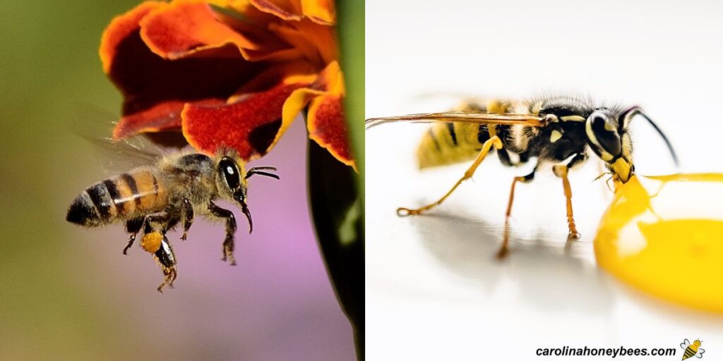 What Do Honey Bees Look Like? - Carolina Honeybees